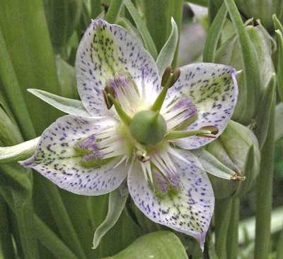 Deb Babcock: Monumental year for green gentian | SteamboatToday.com